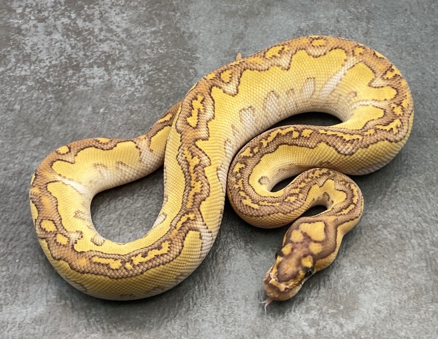 Butter Clown Ball Python by Rep-Tails - MorphMarket