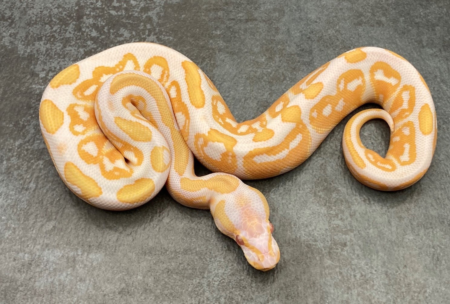 Black Pastel Albino Ball Python by Rep-Tails - MorphMarket