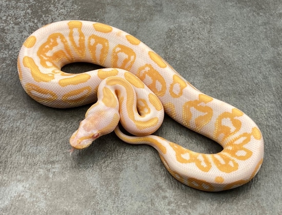 Black Pastel Albino Ball Python by Rep-Tails