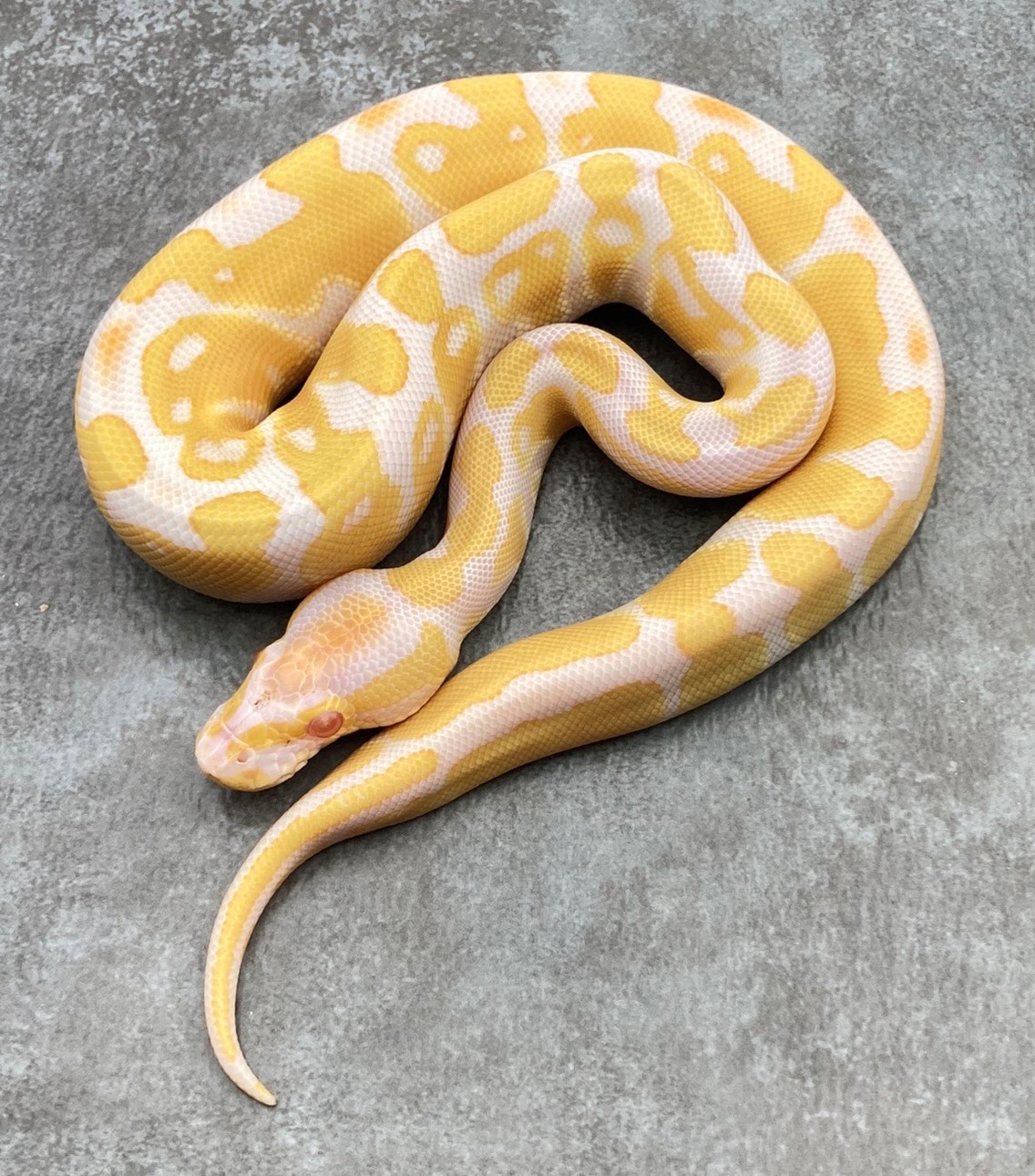 Albino Ball Python by Rep-Tails - MorphMarket