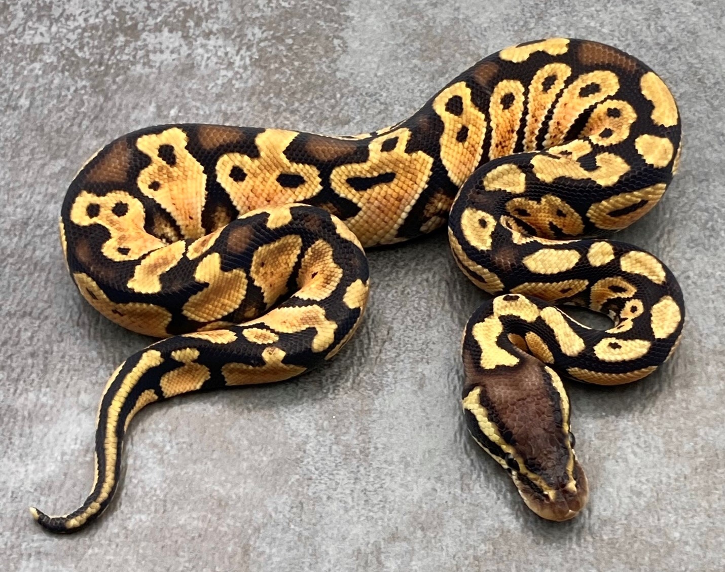 Pastel Het Paint Ball Python by Rep-Tails - MorphMarket