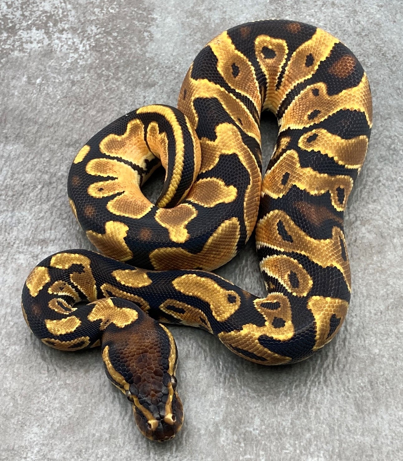 Orange Dream Ball Python by Rep-Tails - MorphMarket