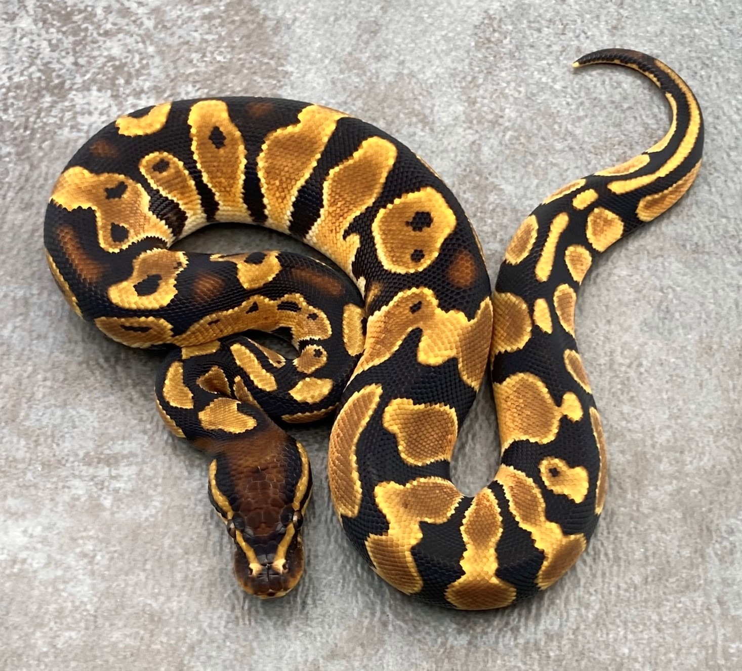 Orange Dream Ball Python by Rep-Tails - MorphMarket