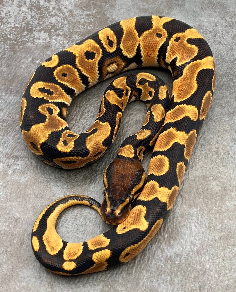 Orange Dream Ball Python by Rep-Tails - MorphMarket