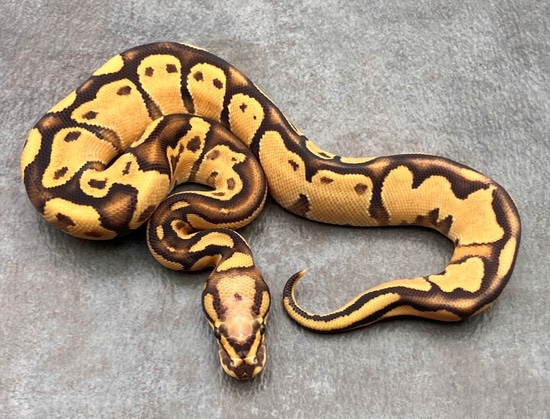 Orange Dream Super Vanilla Ball Python by Rep-Tails