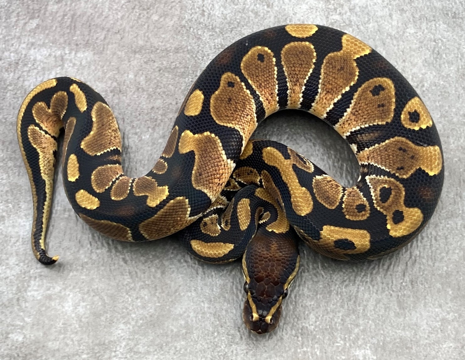 Het Pied Ball Python by Rep-Tails - MorphMarket US & Canada