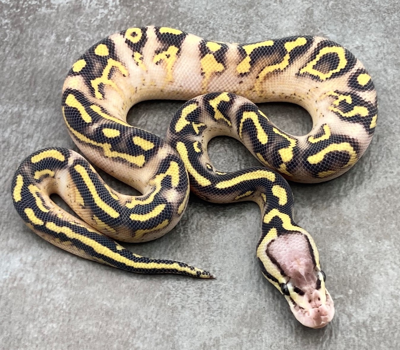 Pastel Super Gravel Ball Python by Rep-Tails - MorphMarket