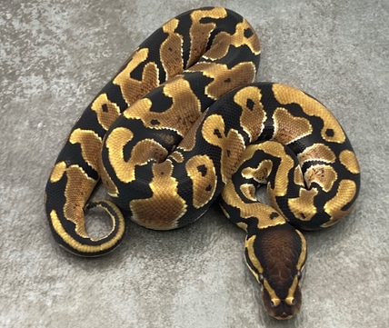 Acid Fire Trick Pinstripe World's First (Acid Trip) Ball Python by Rep ...