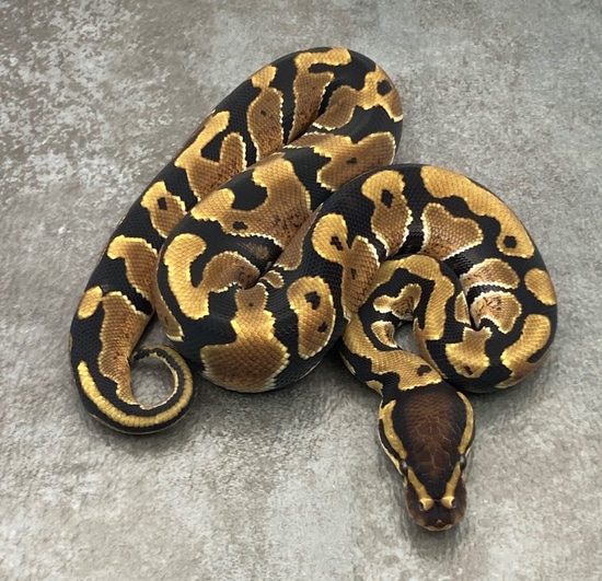 Blade DH Lavender/clown Ball Python by Rep-Tails