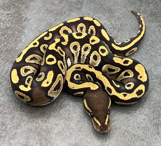 Mojave Ball Python by Rep-Tails