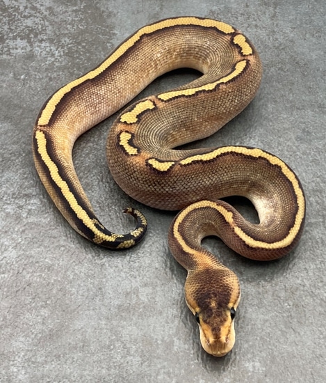 Cypress Champagne Ball Python by Rep-Tails