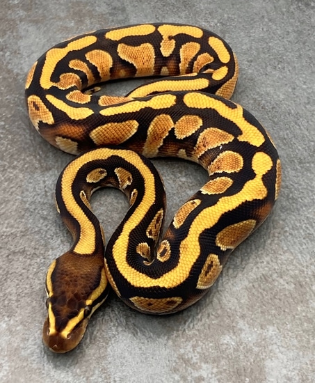 Cypress Enchi YB Ball Python by Rep-Tails