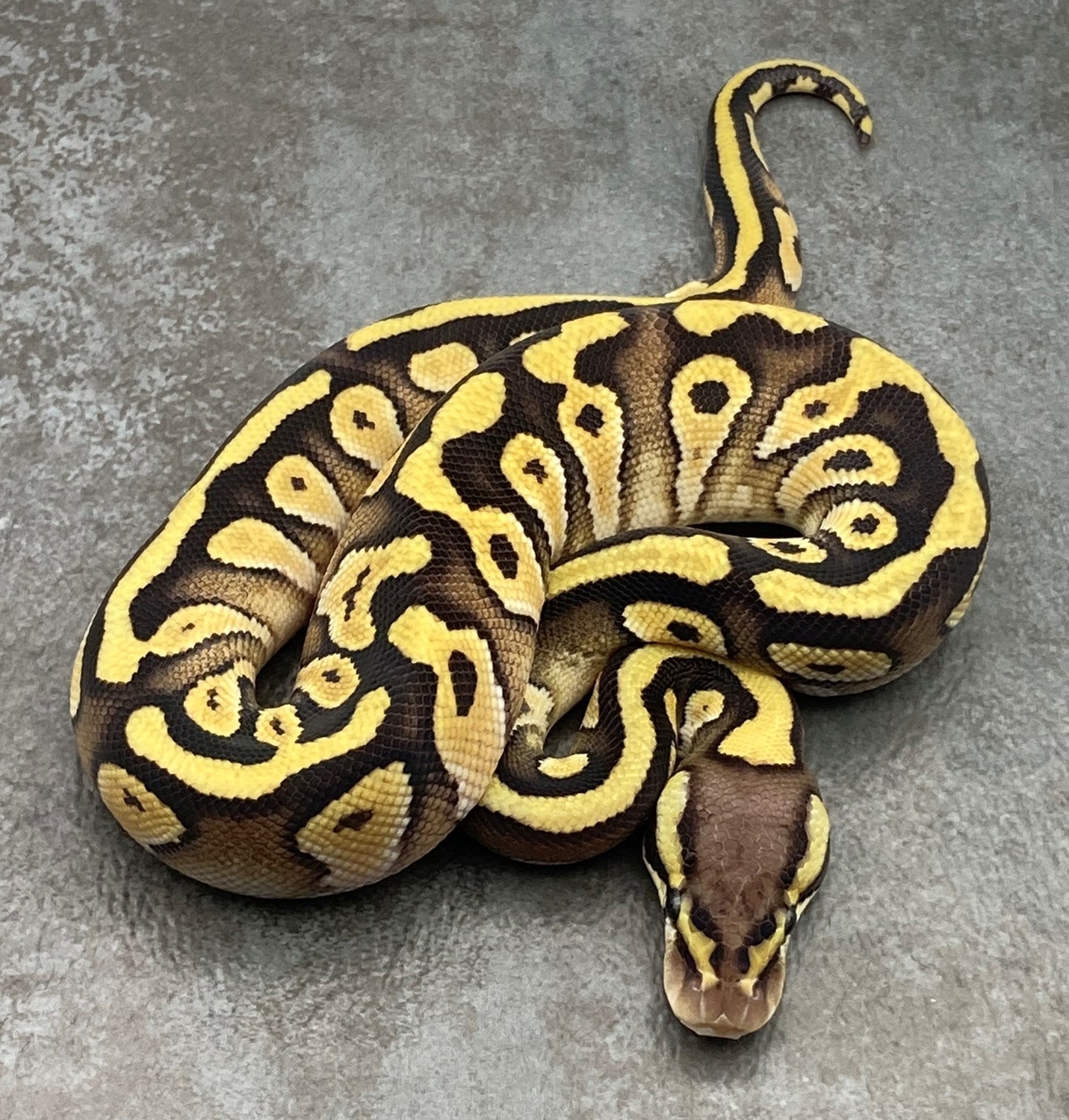 Pastave Het Clown Ball Python by Rep-Tails - MorphMarket