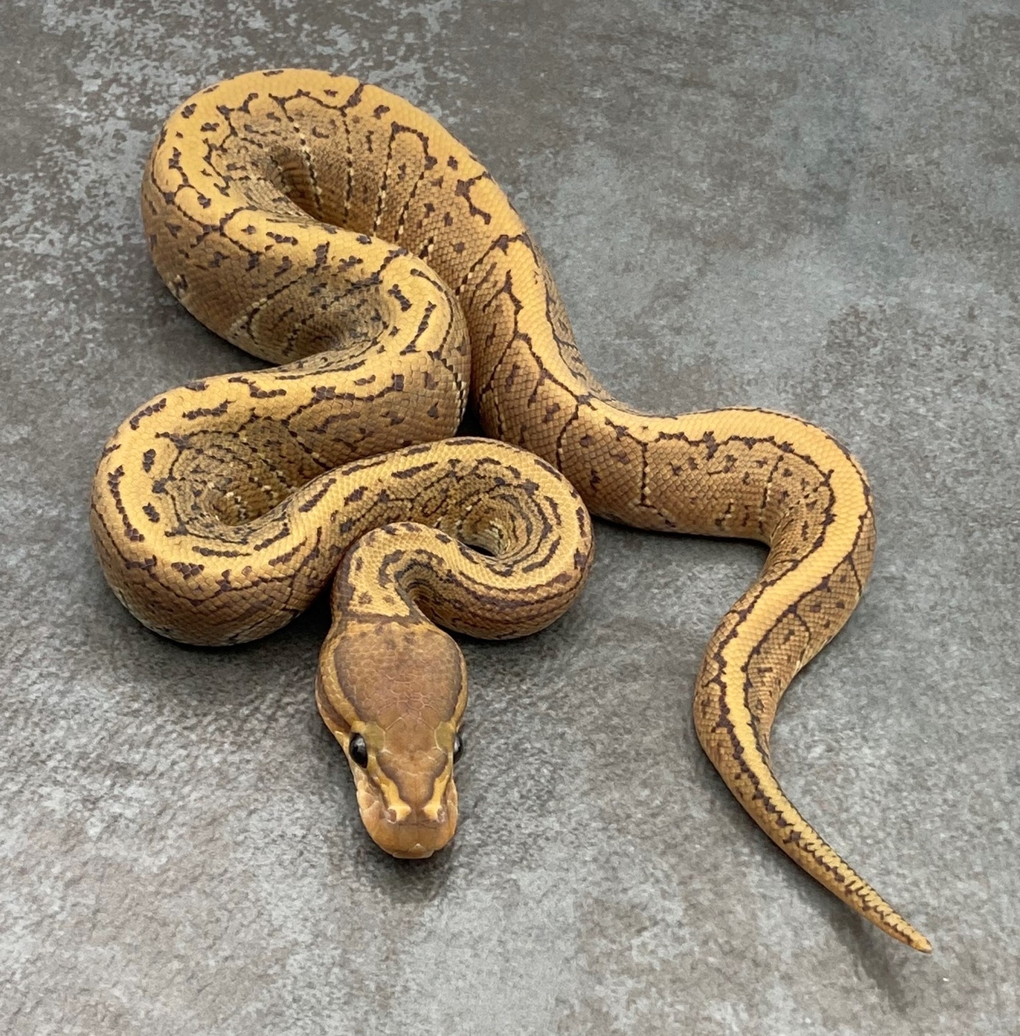 Hypo Leopard Jigsaw Ball Python by Rep-Tails - MorphMarket
