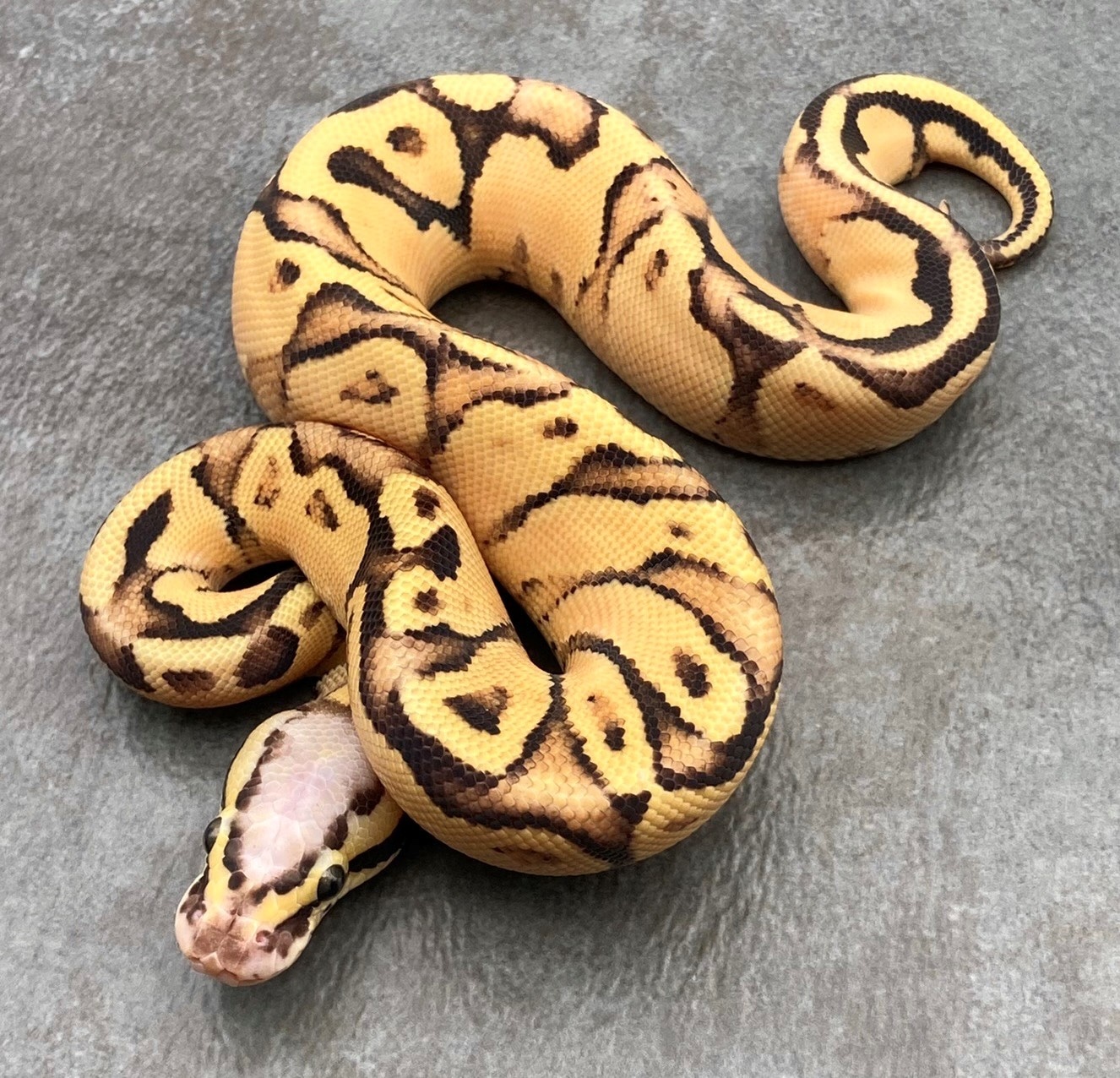 Orange Dream Vanilla Scream Ball Python by Rep-Tails - MorphMarket