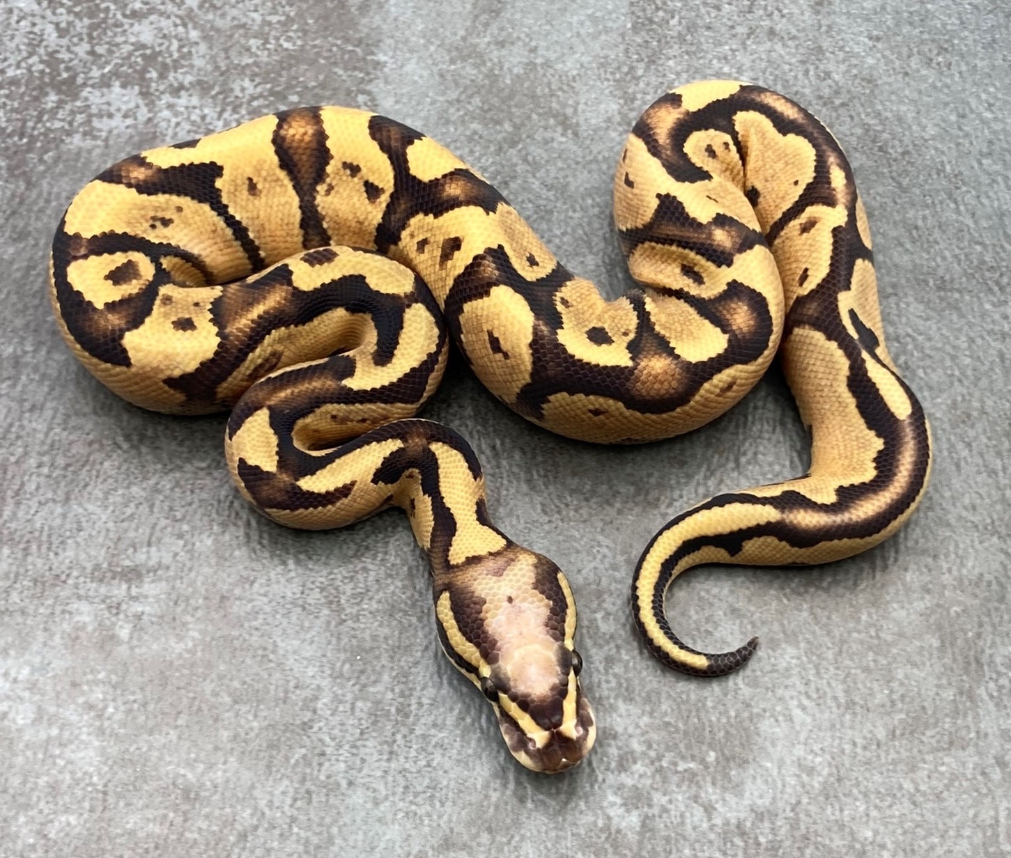 Super Vanilla Ball Python by Rep-Tails - MorphMarket