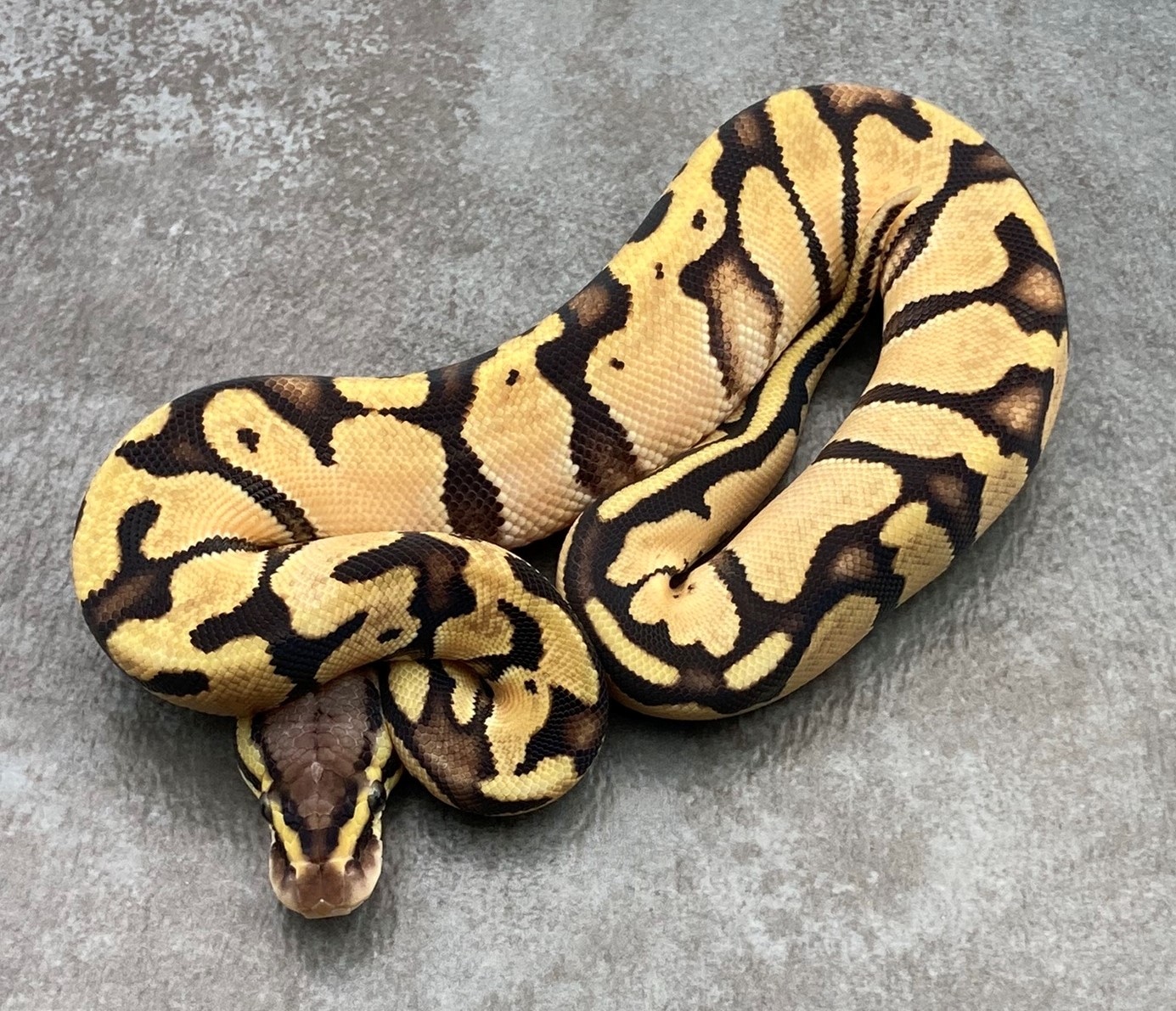 Pastel Vanilla/fire Ball Python by Rep-Tails - MorphMarket