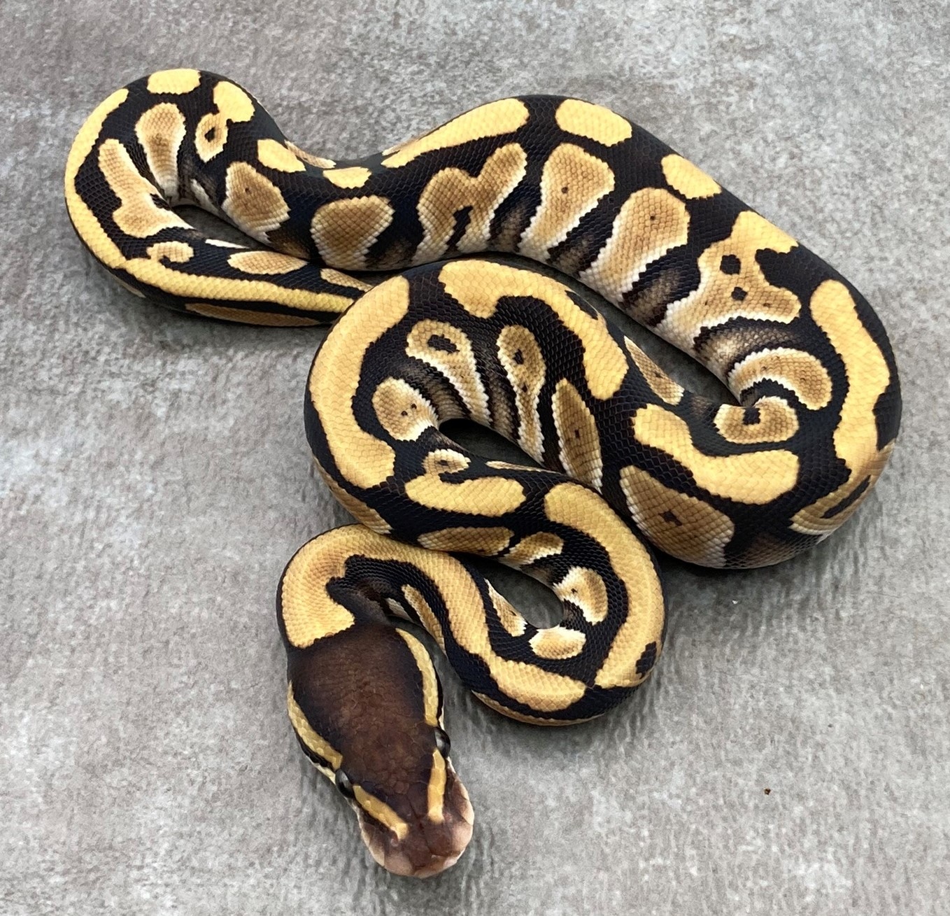 Phantom Het Clown Ball Python by Rep-Tails - MorphMarket