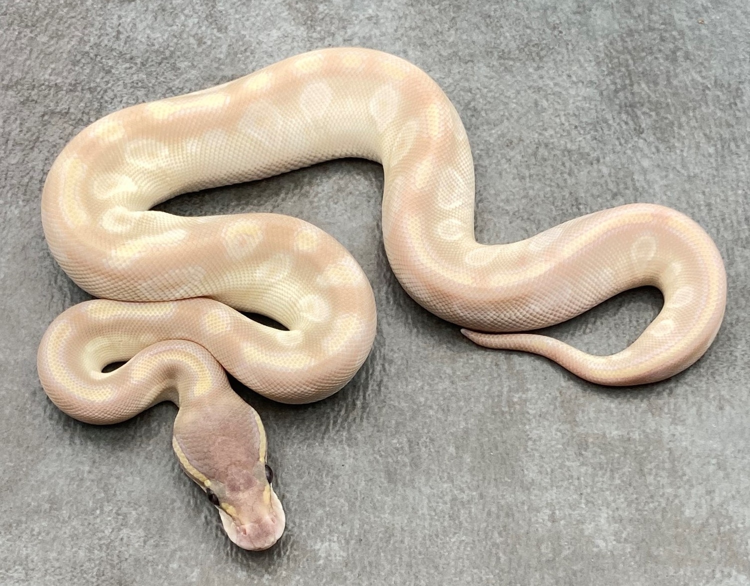 Crystal Ball Python by Rep-Tails - MorphMarket