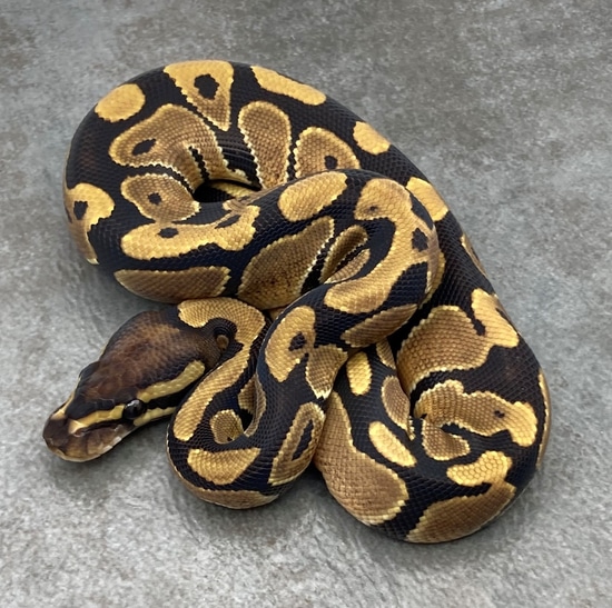 DH VPI Axanthic/desert Ghost Ball Python by Rep-Tails