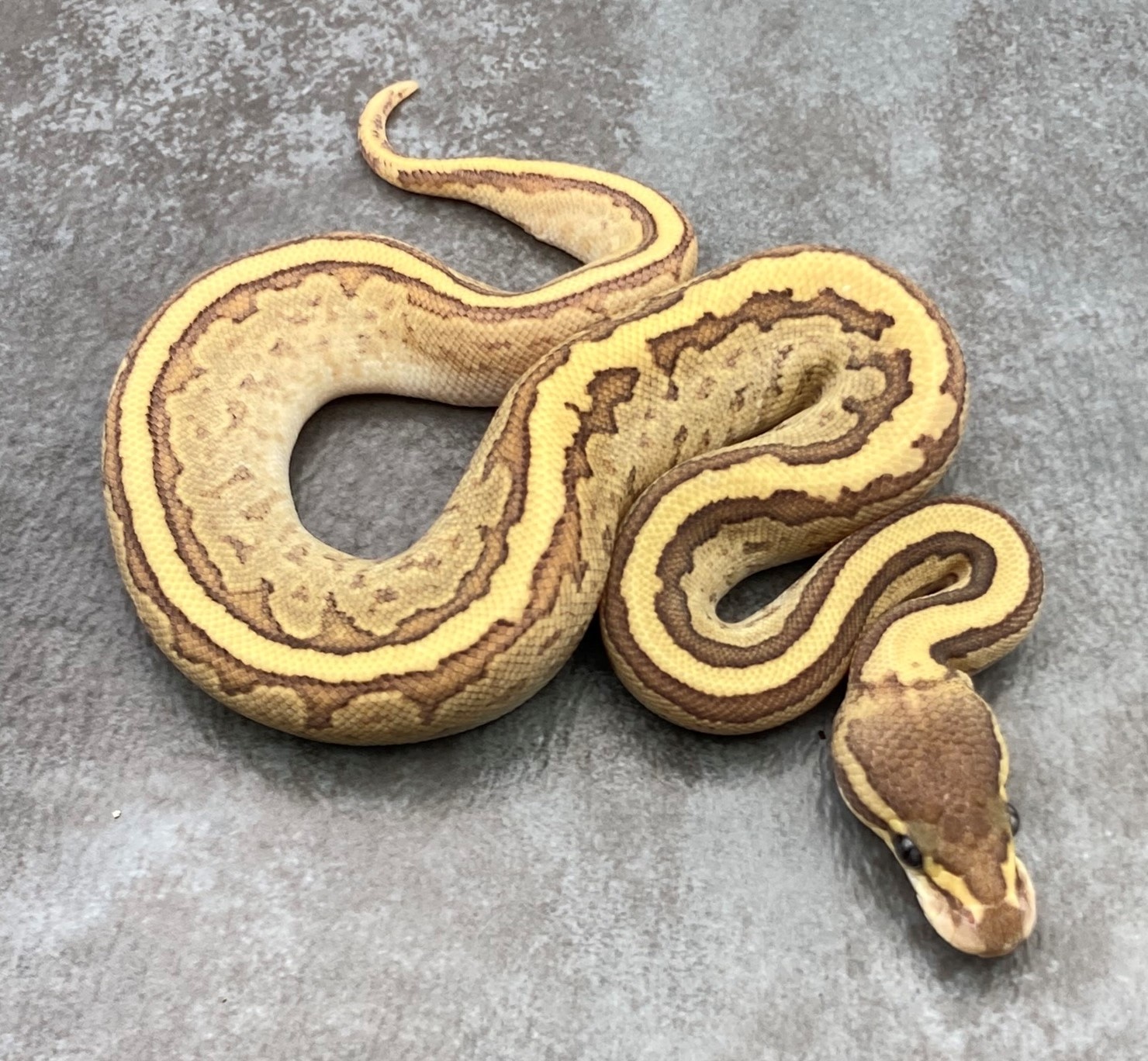 Fire Jigsaw Ball Python by Rep-Tails - MorphMarket