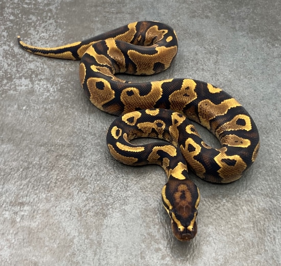 YB Het Clown Ball Python by Rep-Tails