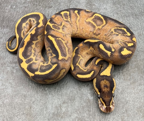 Leopard Highway Ball Python by Rep-Tails