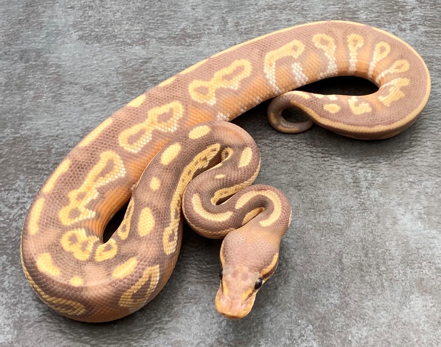 Banana Red Stripe Mojave Het Clown Ball Python by Rep-Tails - MorphMarket