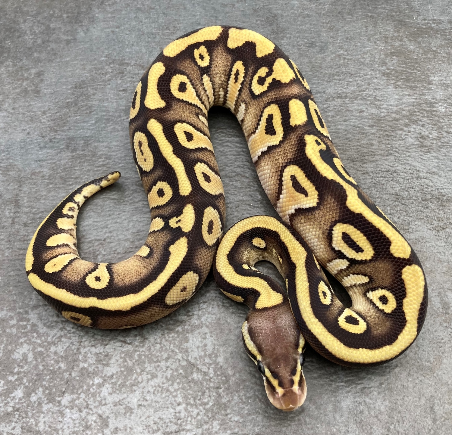Red Stripe Mojave Het Clown Ball Python by Rep-Tails - MorphMarket