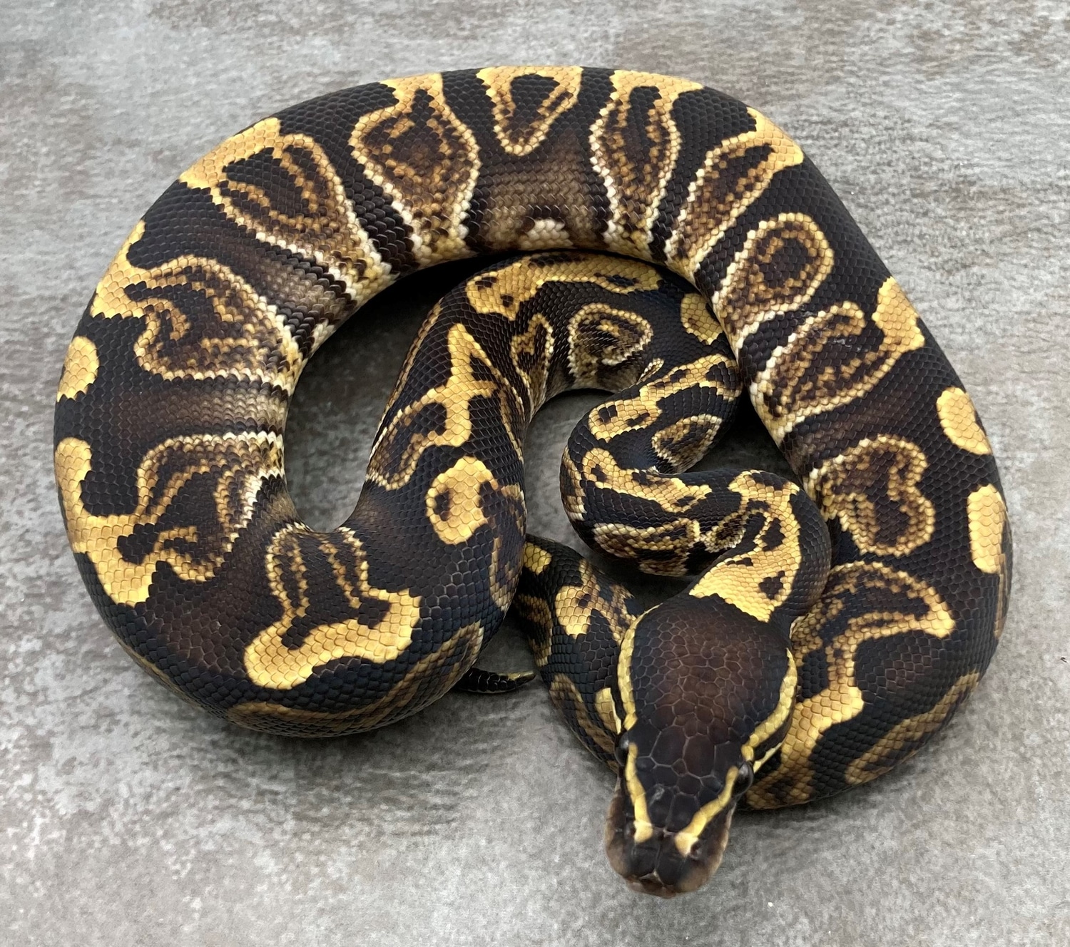 GHI Het VPI Axanthic Ball Python by Rep-Tails - MorphMarket