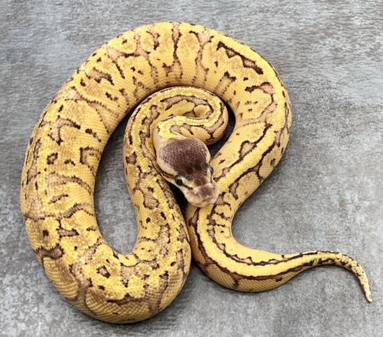 Lemon Blast YB DH VPI Axanthic/desert Ghost Ball Python by Rep-Tails