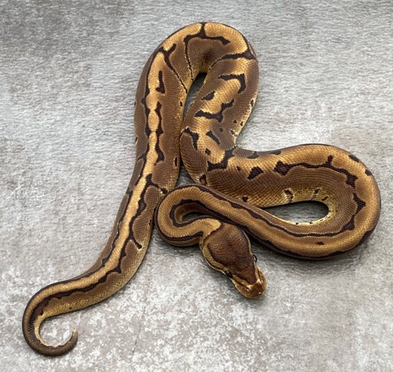 Pinstripe DH VPI Axanthic/desert Ghost Ball Python by Rep-Tails