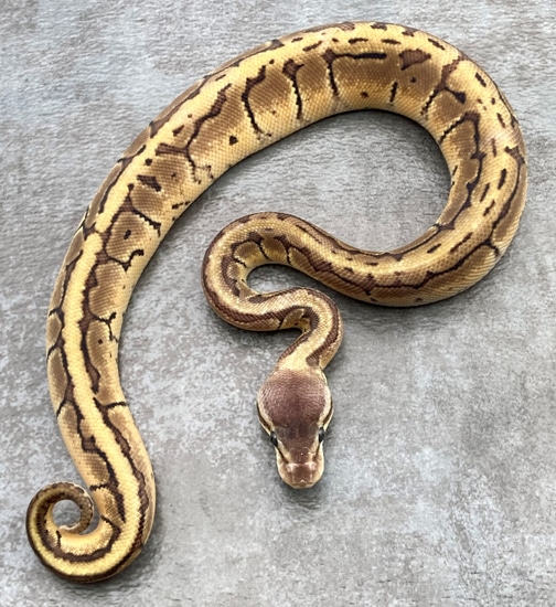 Lemon Blast YB DH VPI Axanthic/desert Ghost Ball Python by Rep-Tails