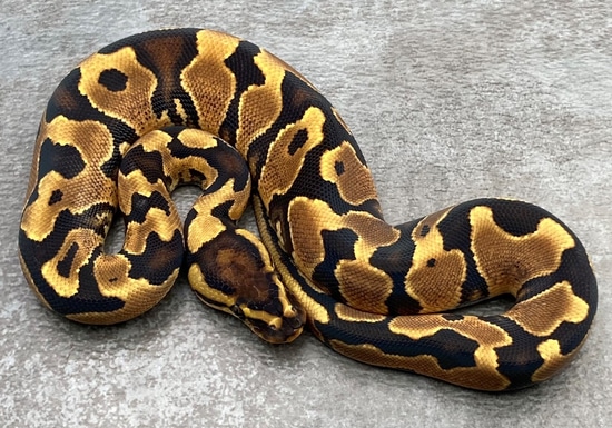 YB Het Clown Ball Python by Rep-Tails