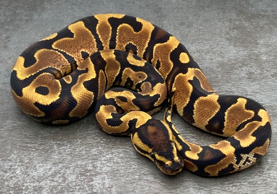 YB Het Clown Ball Python by Rep-Tails