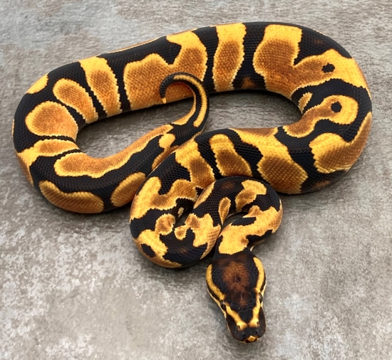 Orange Dream YB Het Clown Ball Python by Rep-Tails