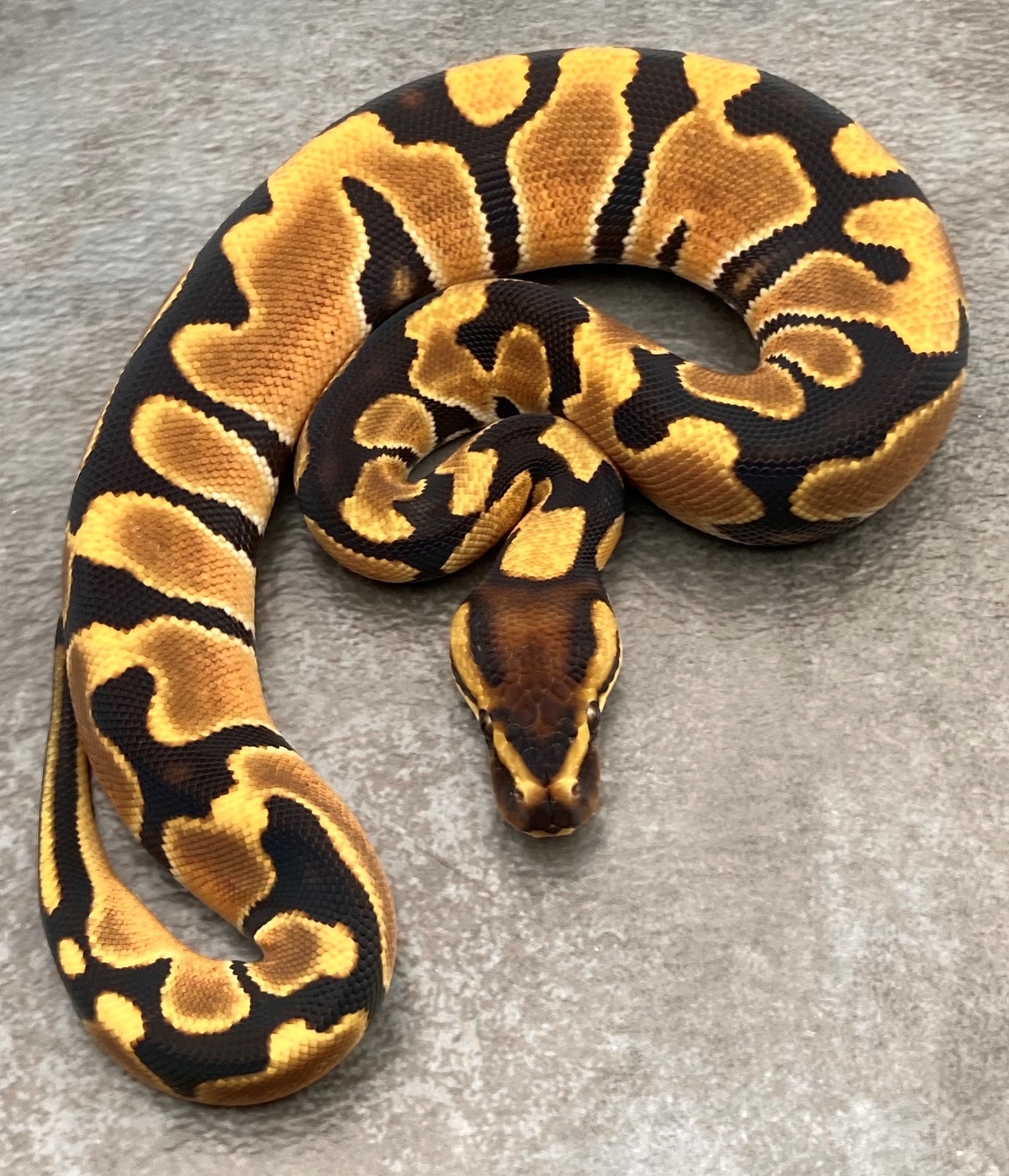Orange Dream Het Clown Ball Python by Rep-Tails - MorphMarket