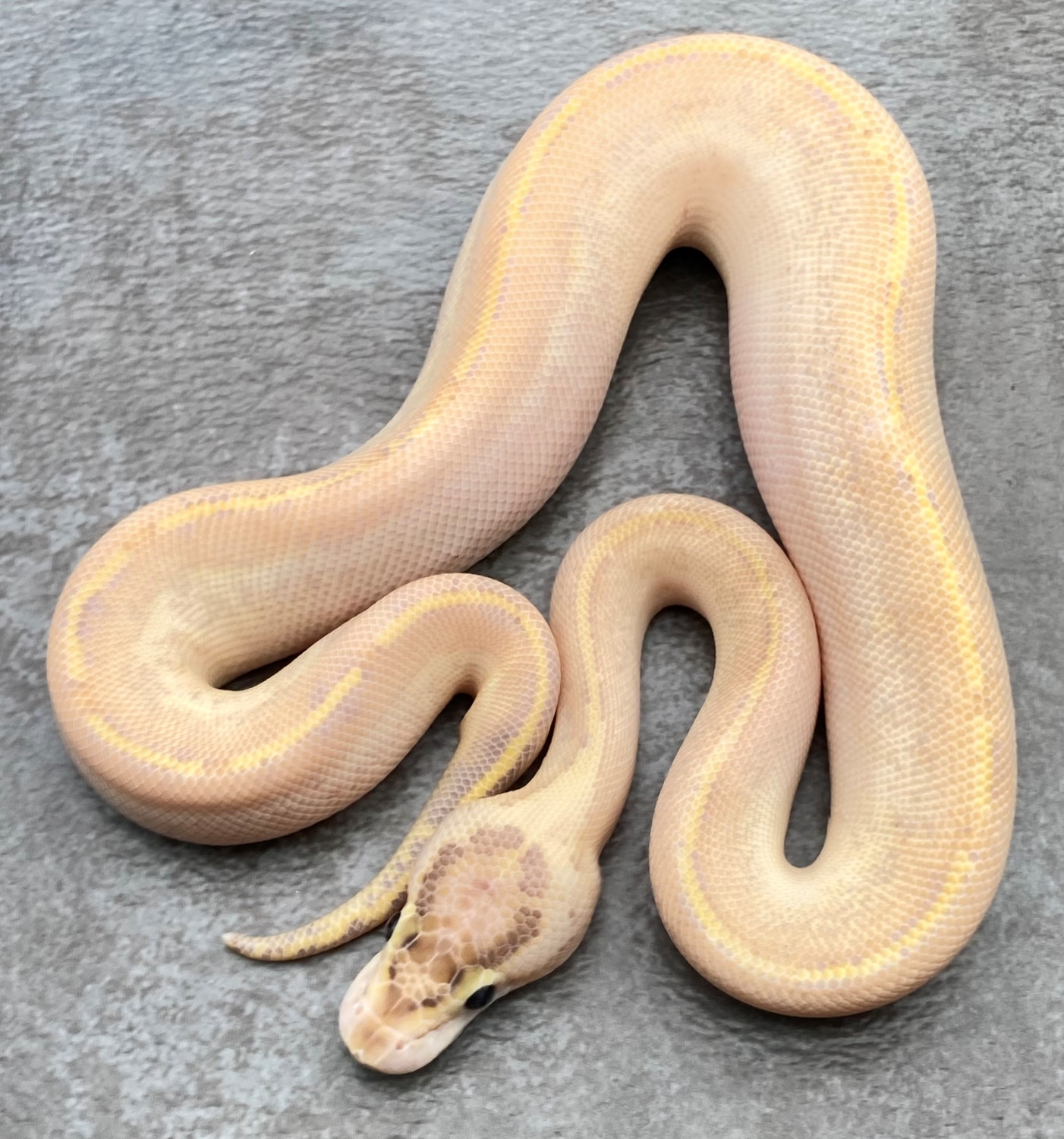 Ivory Ball Python by Rep-Tails - MorphMarket