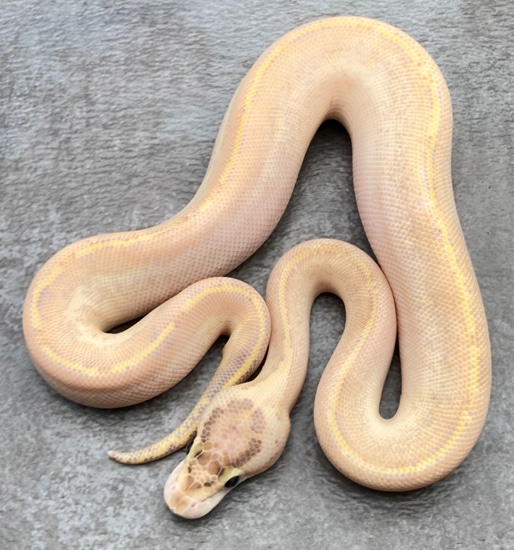 Ivory Ball Python by Rep-Tails