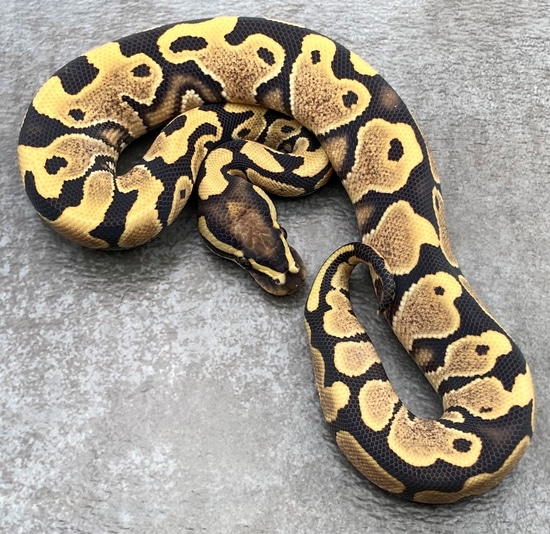 Asphalt Desert Ghost Ball Python by Rep-Tails