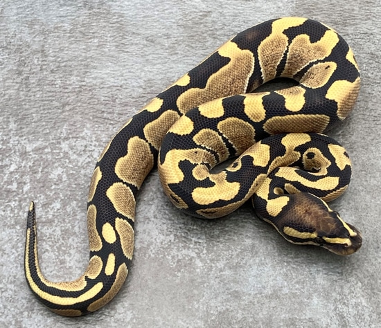 Desert Ghost Ball Python by Rep-Tails