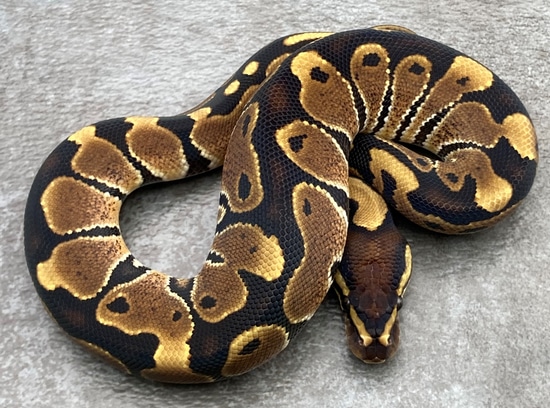 Het Desert Ghost Ball Python by Rep-Tails