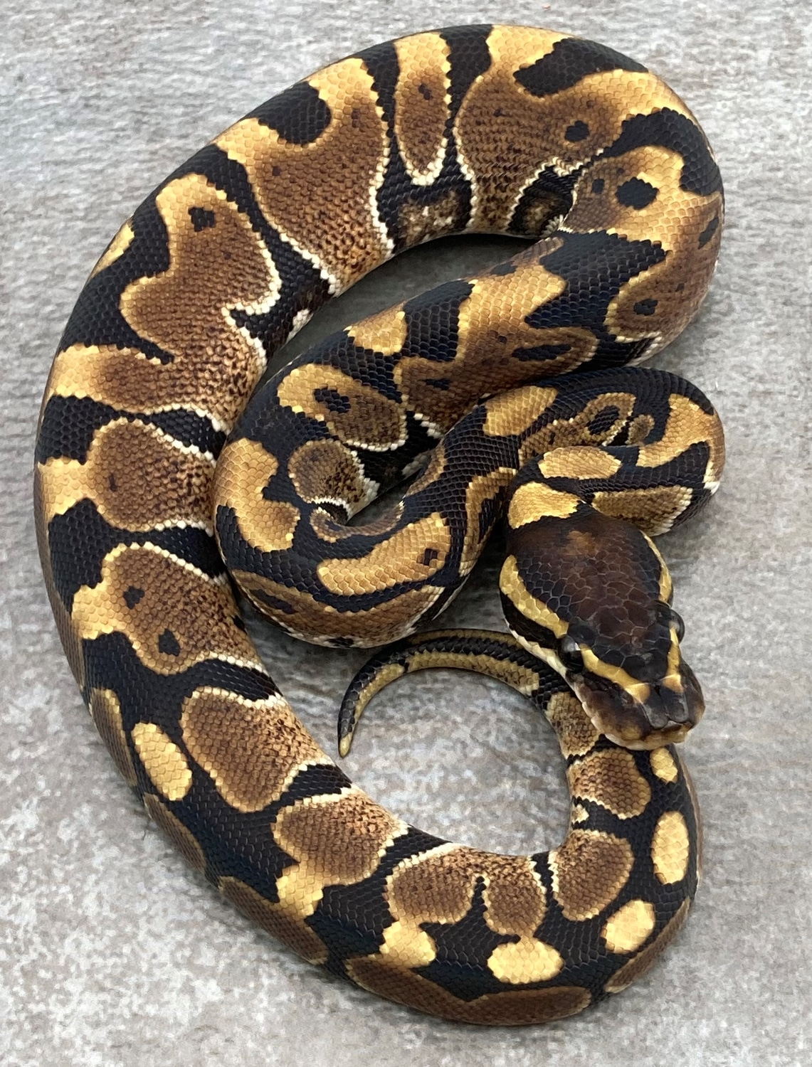 Het Desert Ghost Ball Python by Rep-Tails - MorphMarket
