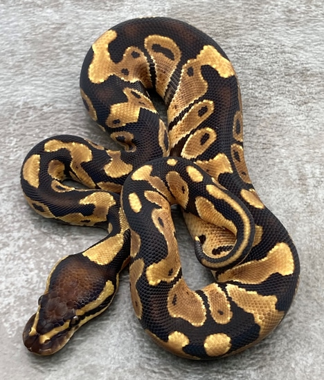 DH Desert Ghost/clown Ball Python by Rep-Tails