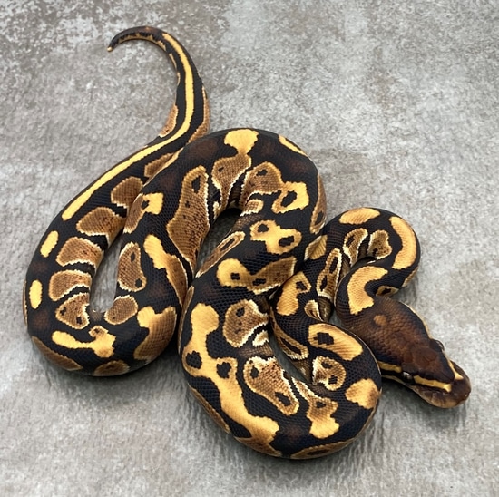 Special Ball Python by Rep-Tails