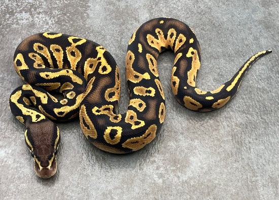 Pastel Blackhead Het Clown Ball Python by Rep-Tails