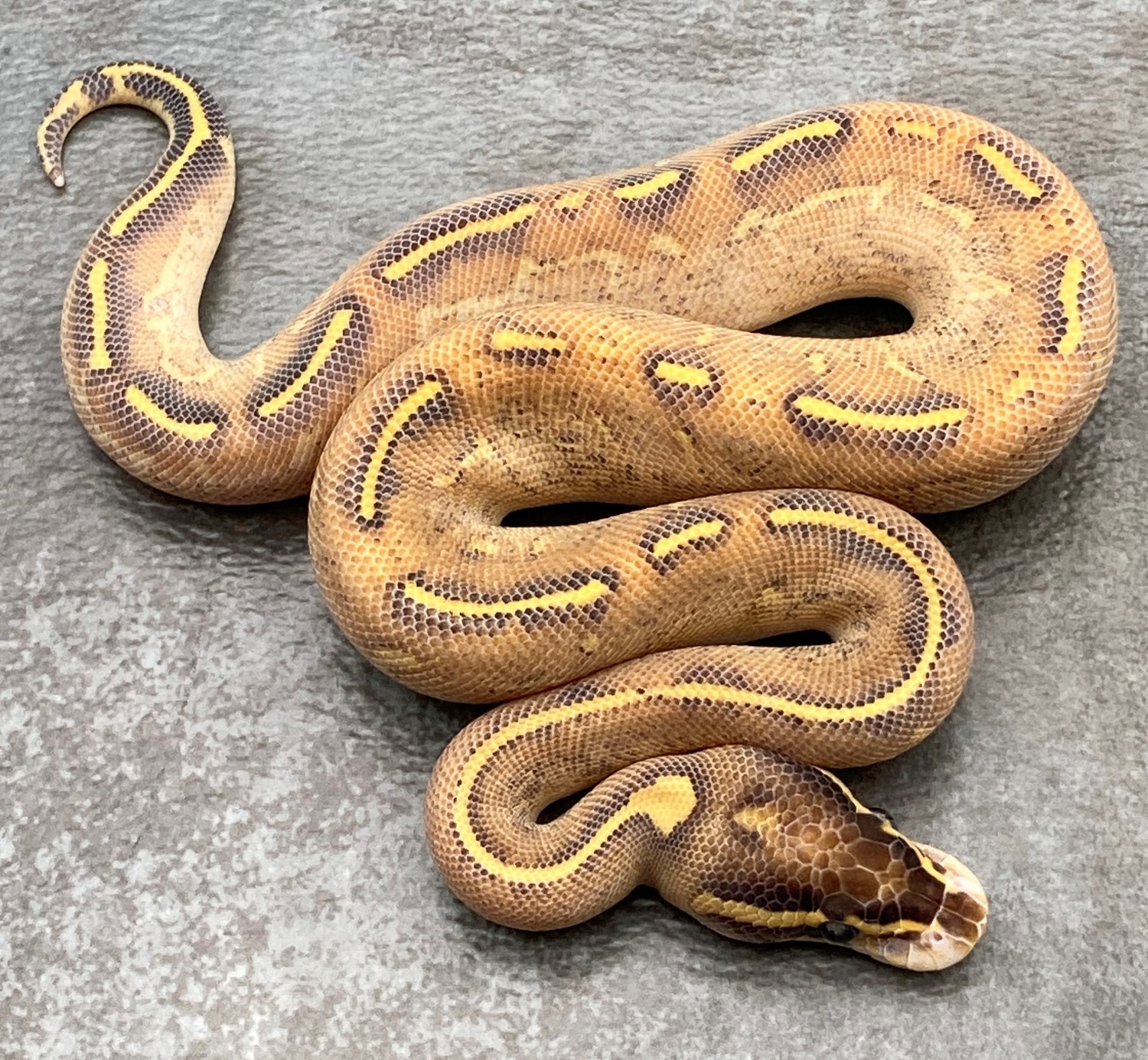 Highway Ball Python by Rep-Tails - MorphMarket