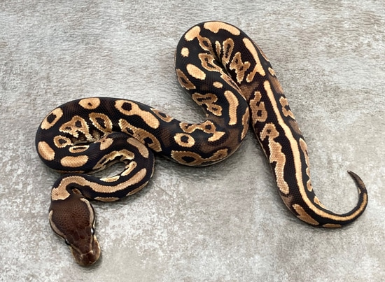 Blade Cinnamon DH Clown/lavender Ball Python by Rep-Tails