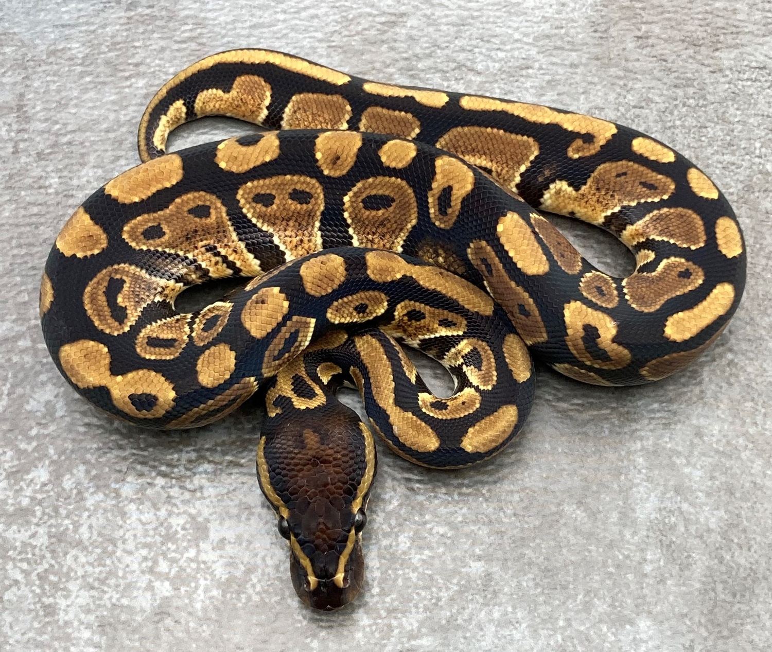 Blade DH Clown/lavender Ball Python by Rep-Tails - MorphMarket