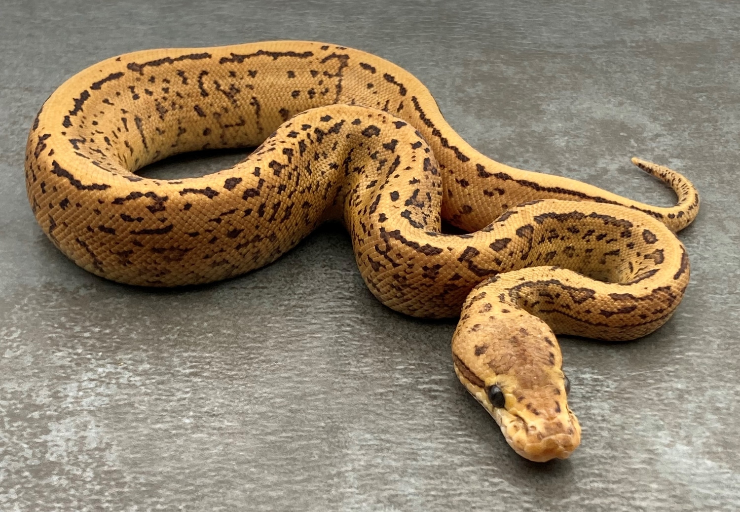 Acid Fire Trick Pinstripe World's First (Acid Trip) Ball Python by Rep ...